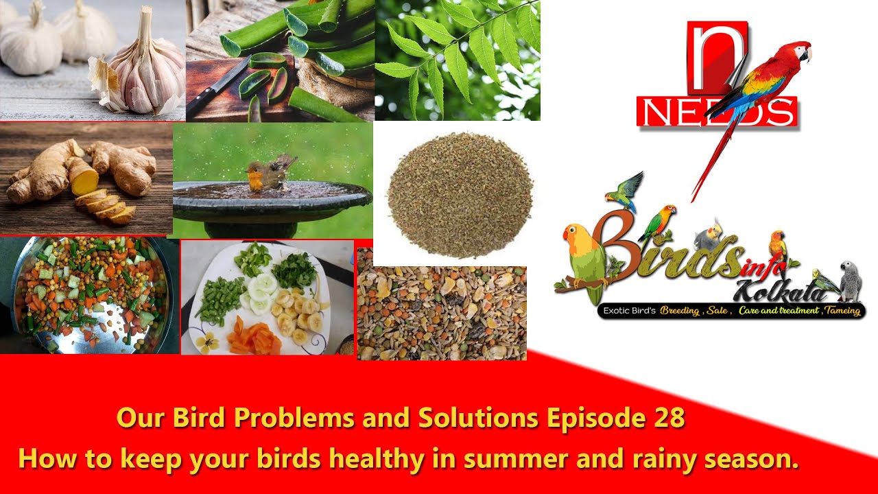 Our Bird Problems and Solutions Episode 28 How to keep your birds ...