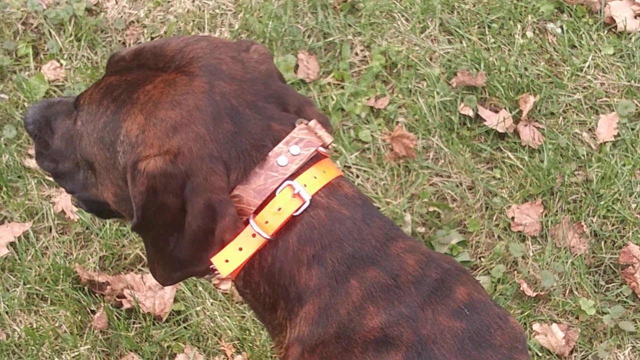 Teaching a dog to track, retrieve Fetch. Plott Hound. - YouTube