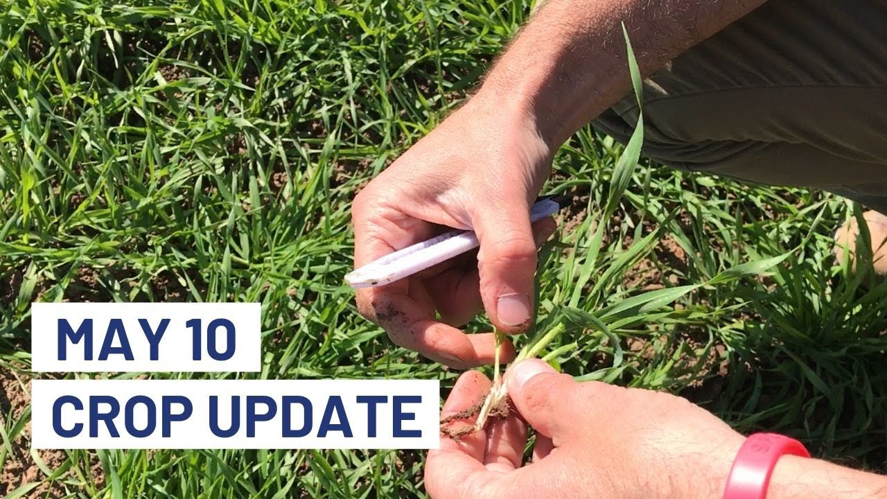 Crop Update - Episode 1: An Introduction To Our Crop Trials Site - YouTube