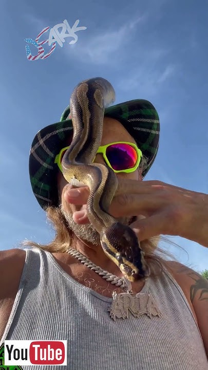 Beautiful Adult Pied Ball Python Enjoying Time Outside In The Sunshine ...