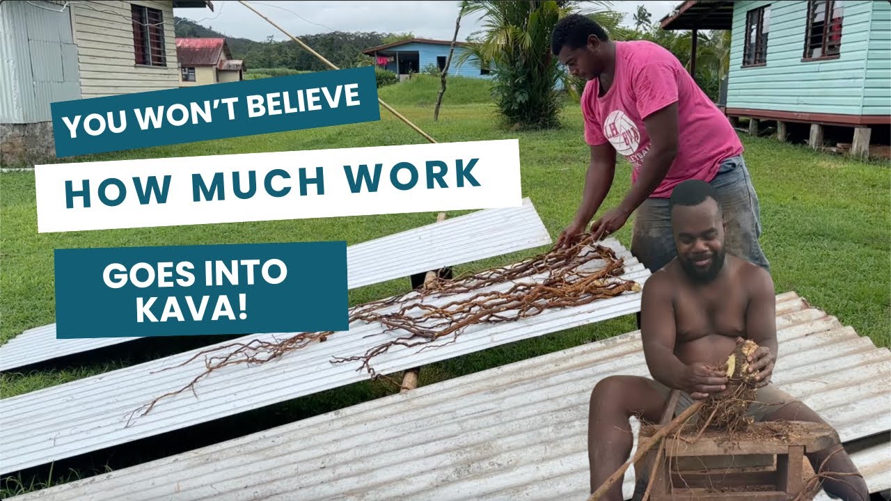 Kava Processing 101 – Cutting, Cleaning & Drying Part 2 II Month of ...