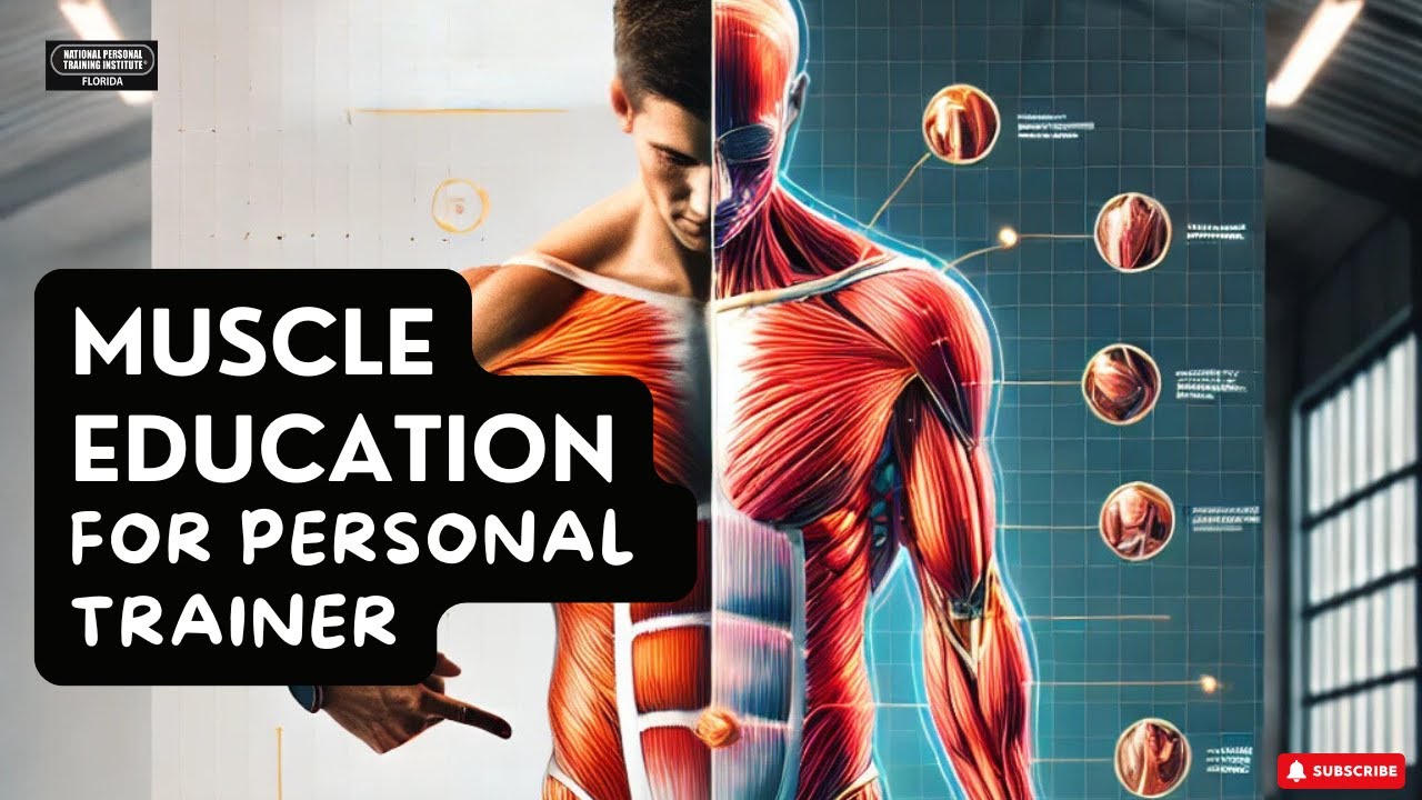 How to Master Muscle Education for Personal Trainers | Importance of ...