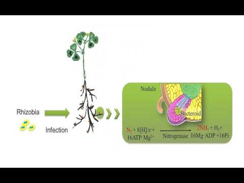 Nitrogen Assimilation in Plants - YouTube