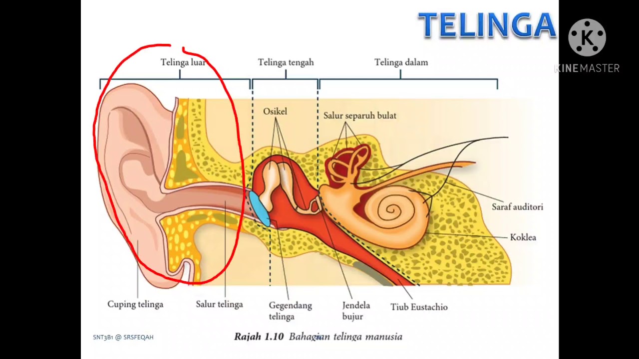 SAINS T3 BAB 1 TELINGA & MEKANISME PENDENGARAN - YouTube