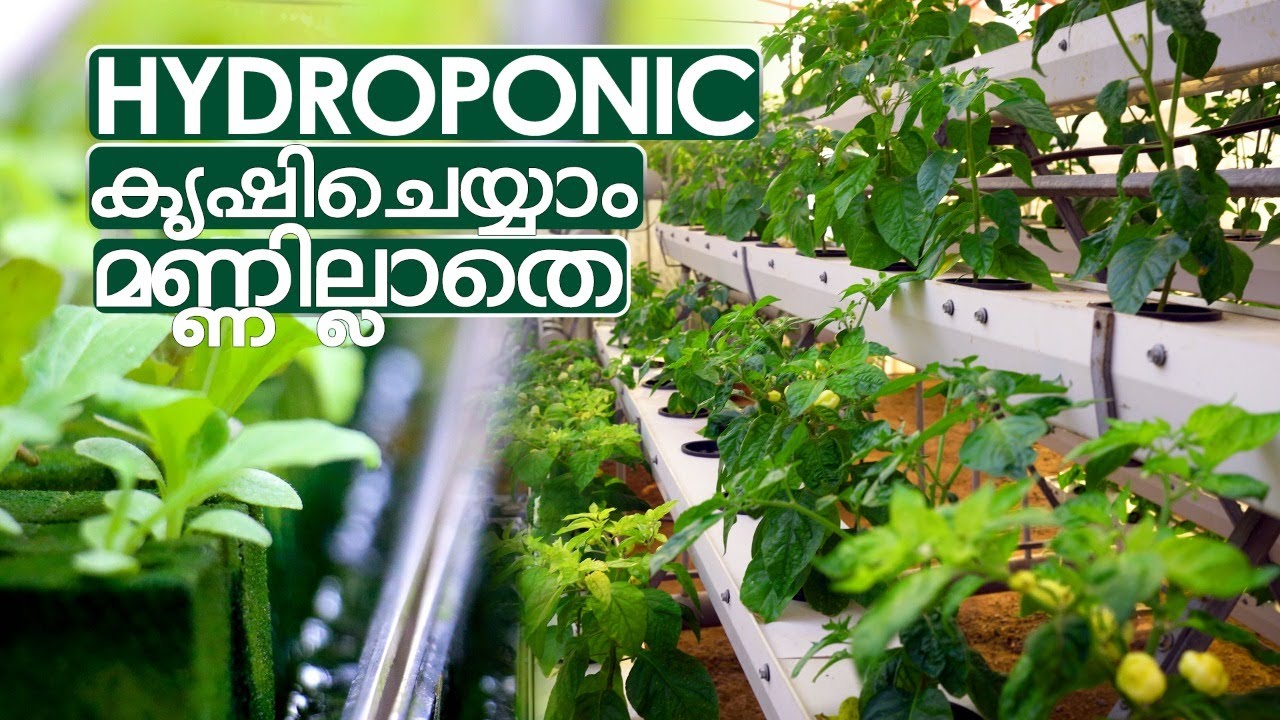 farming without soil | Hydroponics farming | Kerala Agricultural ...