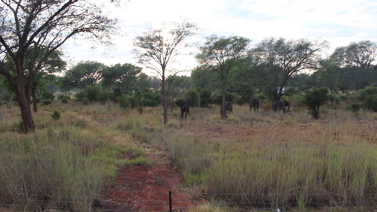 Human Elephant Conflict mitigation in Livingstone, Zambia. 22 March ...
