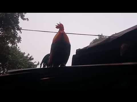 Tag kis sawv ntxov no saib kv tus qaib ua si nawb!!. (tso tau saib xwb nawb) - YouTube