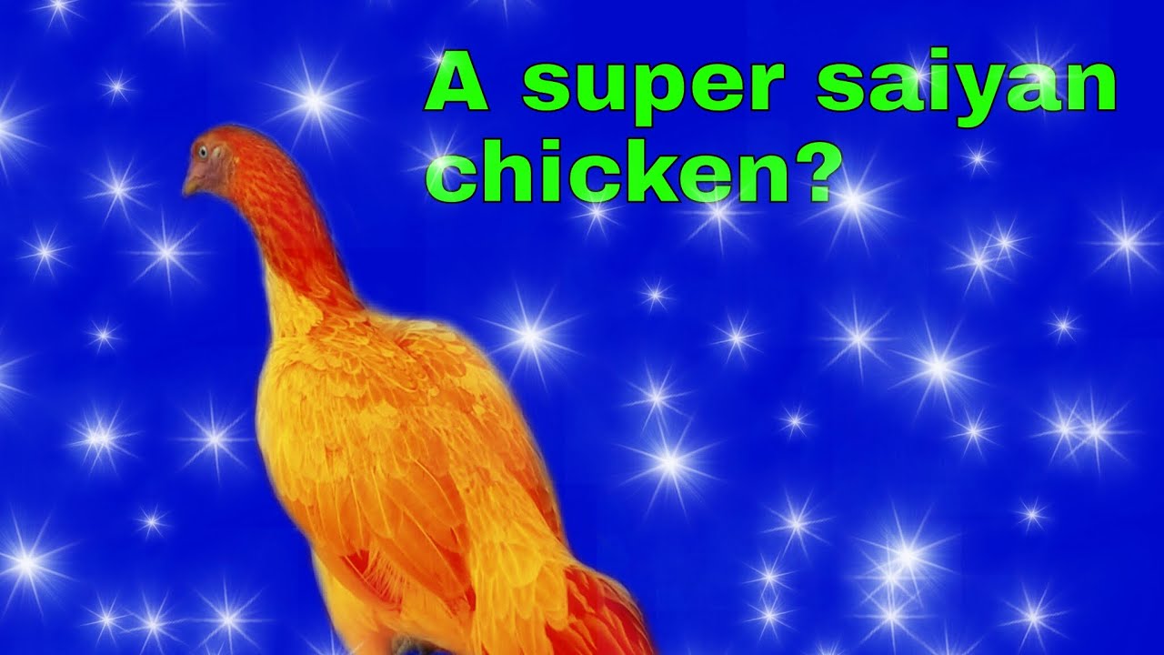 Super Saiyan Chicken - YouTube