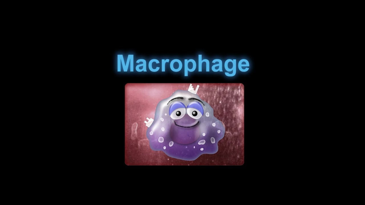 Macrophage Phagocytosis Animation