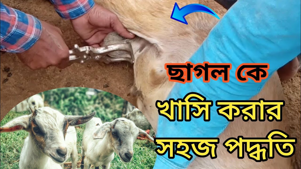 ছাগল কে খাসি করার সহজ পদ্ধতি,castration in Goat - YouTube