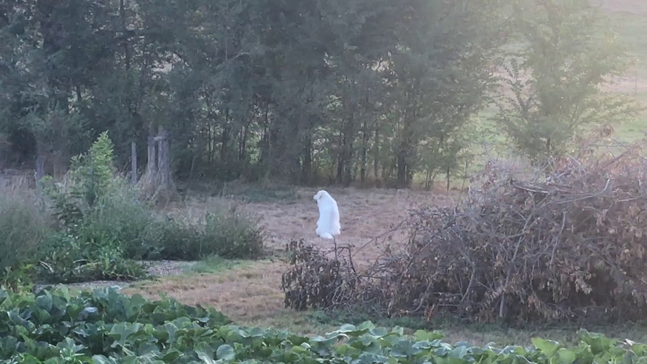 Yeti alert to coyote - YouTube