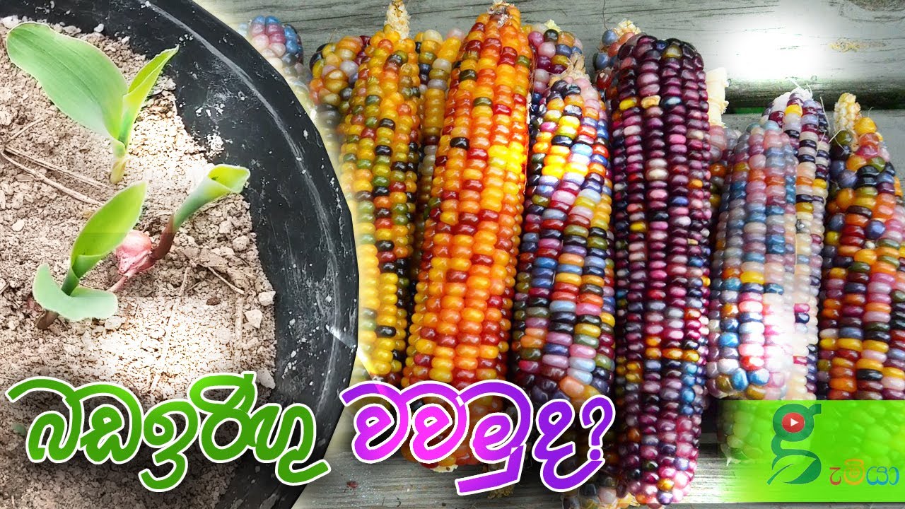 35 🌽 වස විස නැති කාබනික බඩ ඉරිගු වගාව 🌽 how to grow sweet corn - gamiya ...
