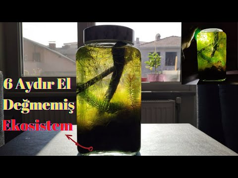 Kavanozda Yaşam Bölüm 3 | 6 Aydır Kendi Kendine Yaşayan Ekosistem | Enclosed Ecosphere 6 Month