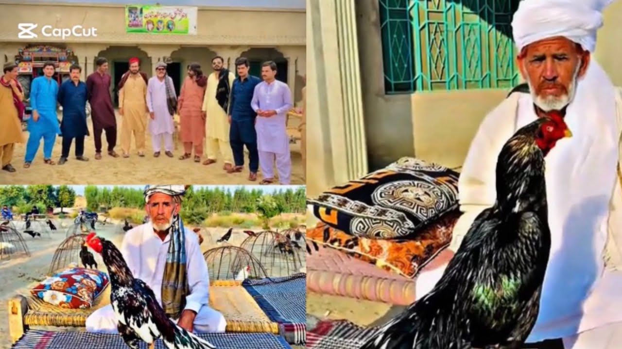 Ustad “Ahmad Khan”🥰 #aseelmurgalover #rooster #lover A mini vilouge of ...