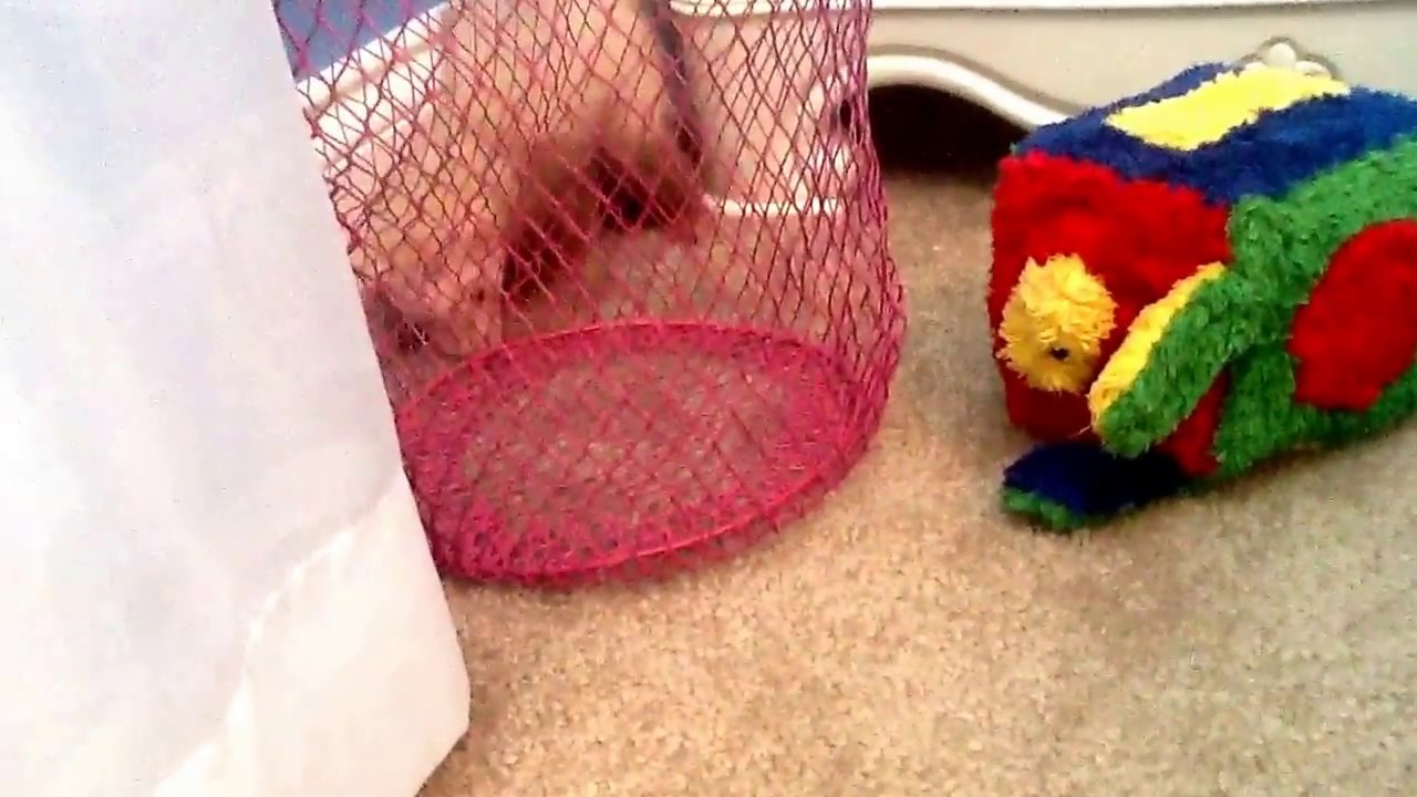 Funky Playful Ferret (Day 2) - YouTube