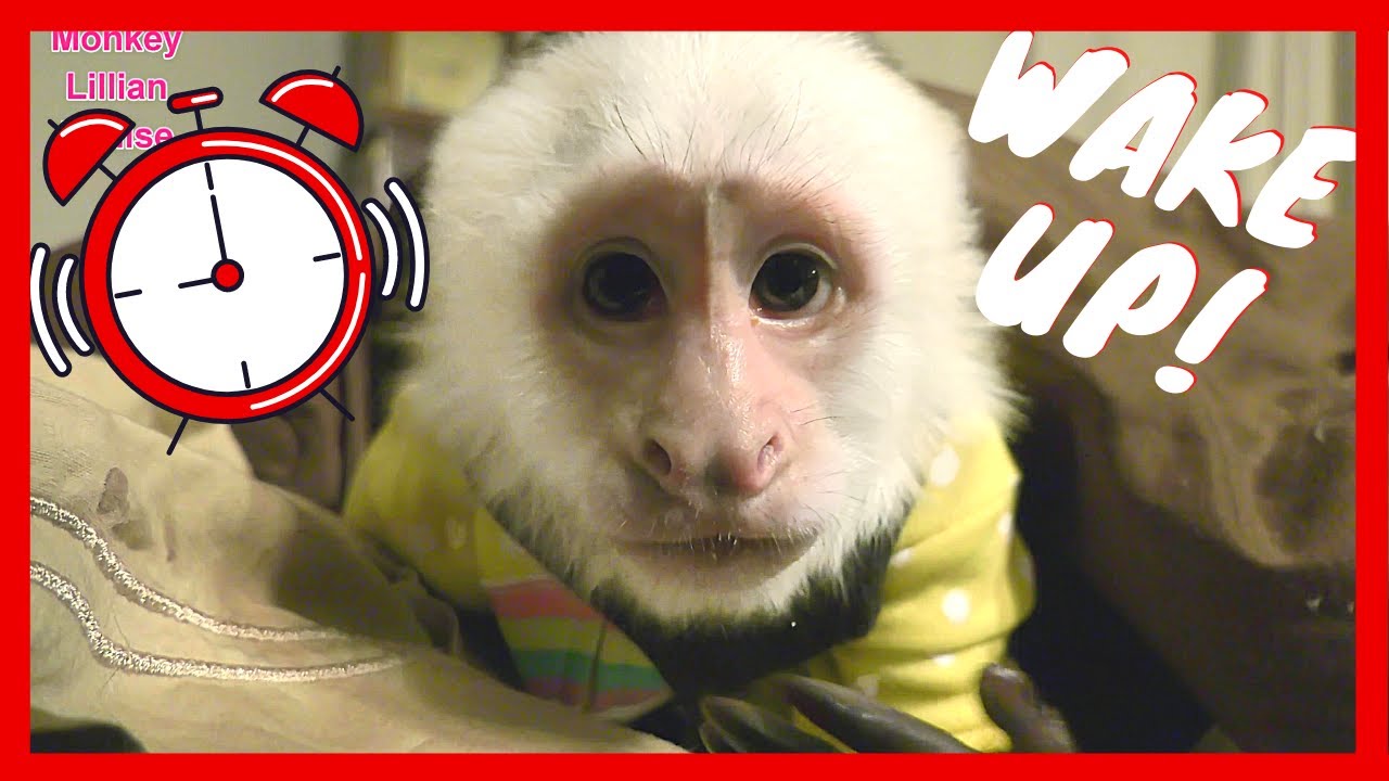 Waking Up Monkey Lillian | Late Morning For Lillian | Sleepy Head ...