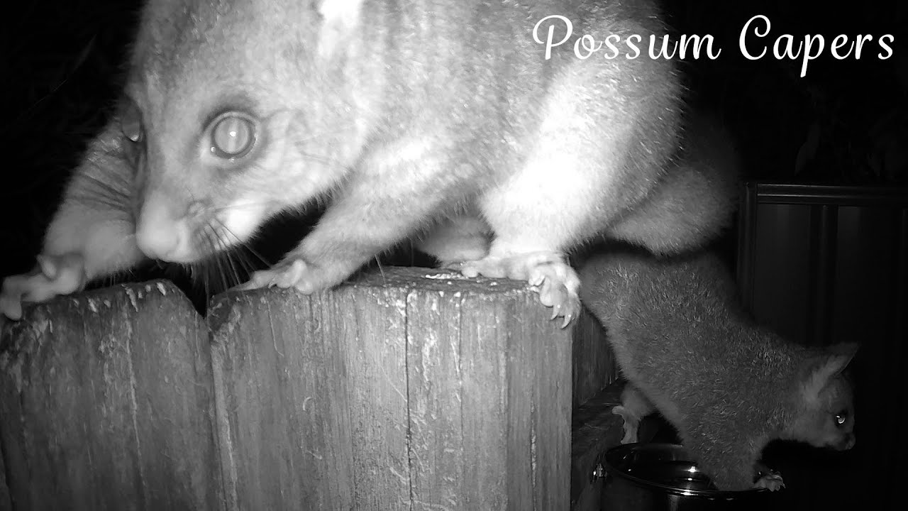 Baby Possum Startles Mama, Inspects the Water Bowl and Makes a Great ...