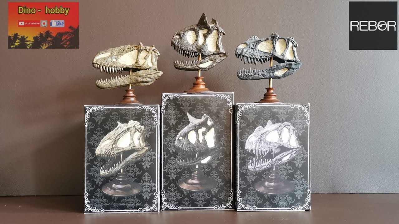Colección de cráneos de Rebor / Oddities Fossil Studies / Ceratosaurus ...