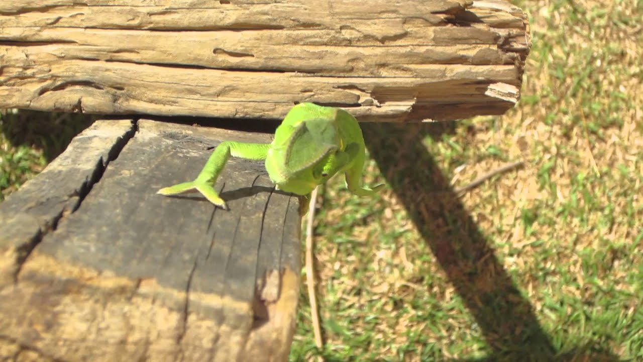 Chameleon climbing a ladder - YouTube