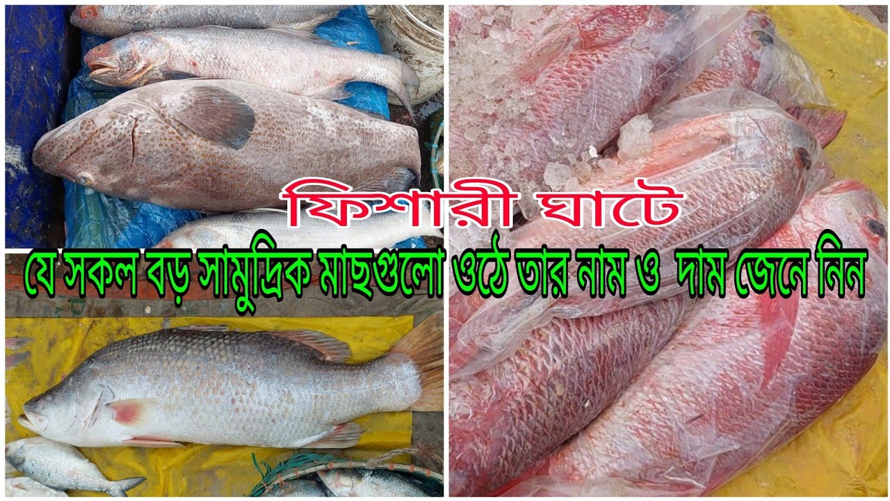 ফিশারি ঘাটে যে সকল বড় সামুদ্রিক মাছগুলো উঠে তার নাম ও দাম জেনে নিন।Sea ...