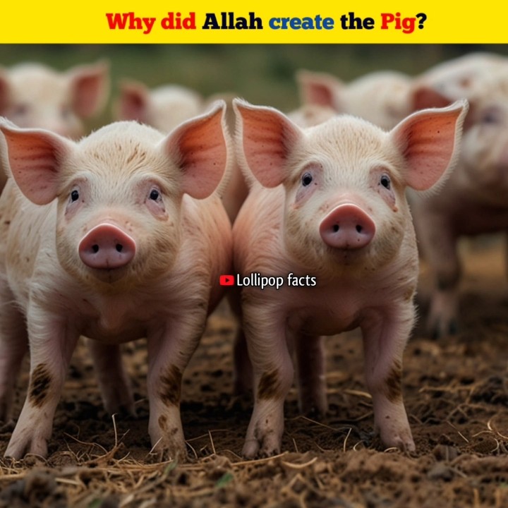 Why did Allah create the Pig? #shorts #Lollipopfacts - YouTube