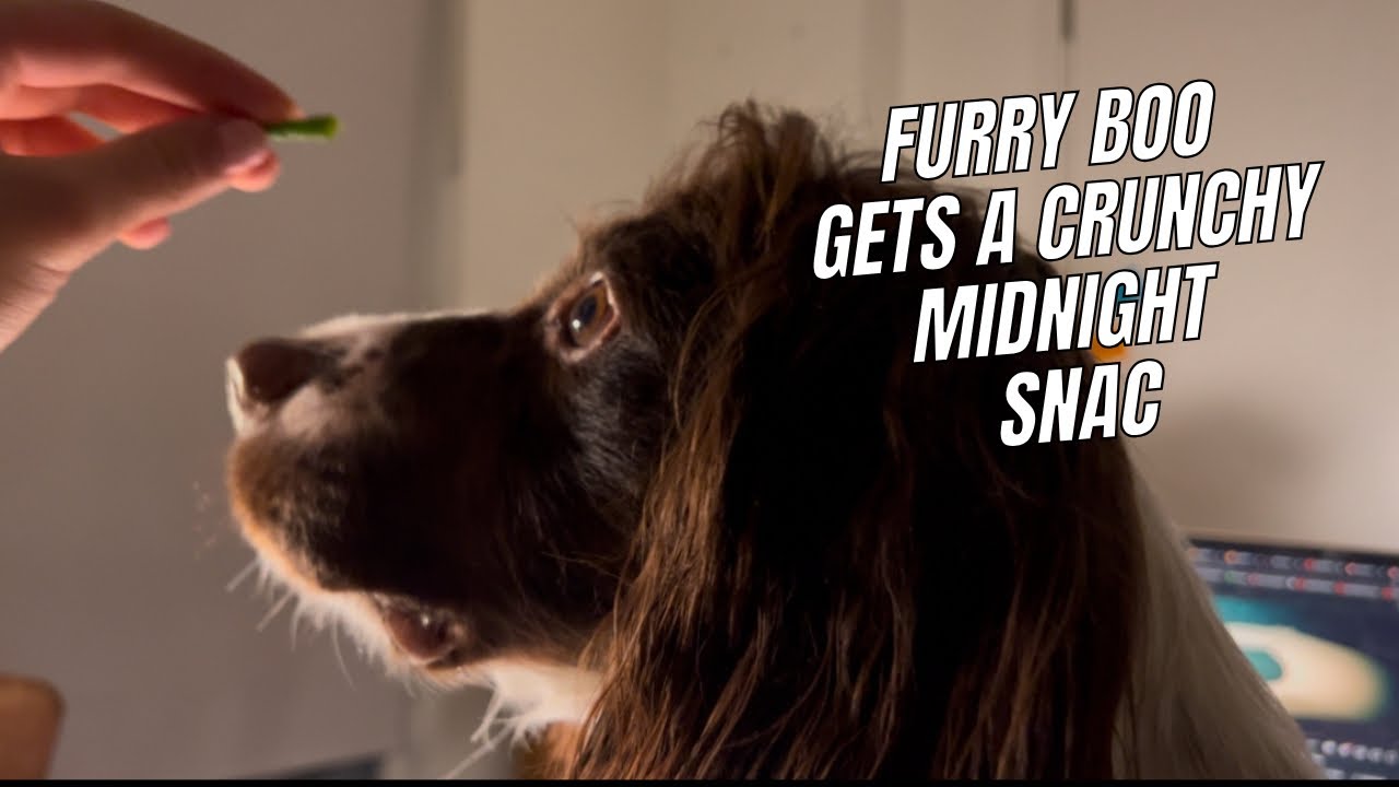 furry boo gets crunchy midnight snac *chewing noises* - YouTube