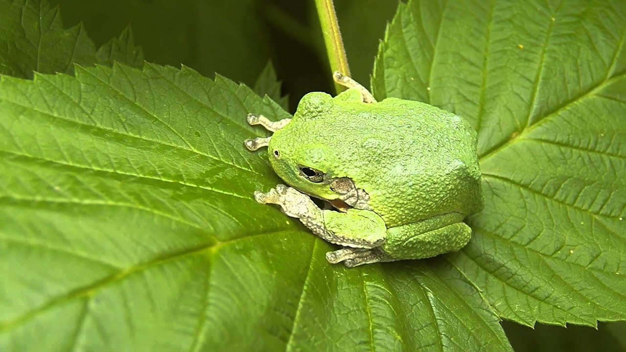Yawning Frog - YouTube