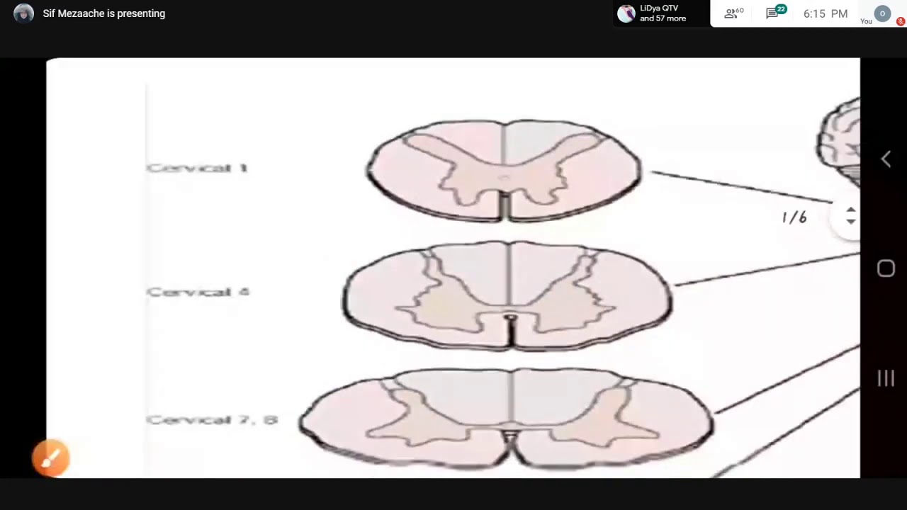 Physiologie les Racines Rachidiennes "moelle épinière"| 2éme année MED ...