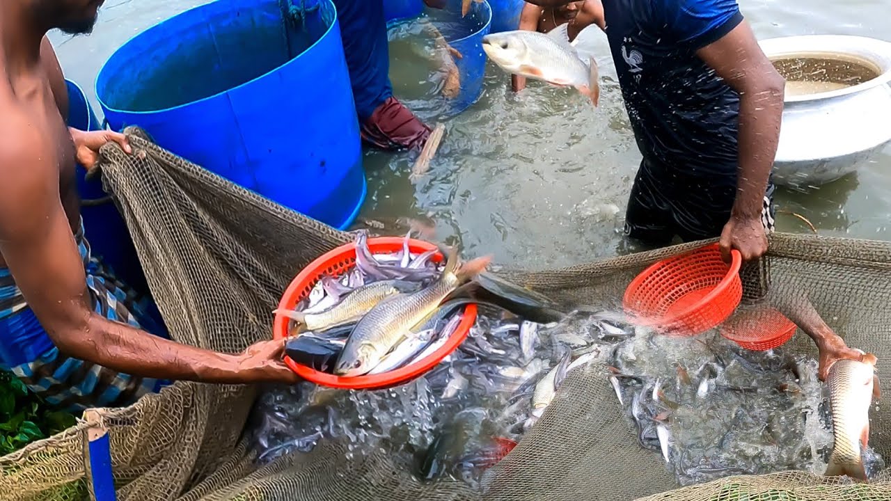 Amazing Asian Hand Fishing Video | Traditional Fish Catching In Village ...