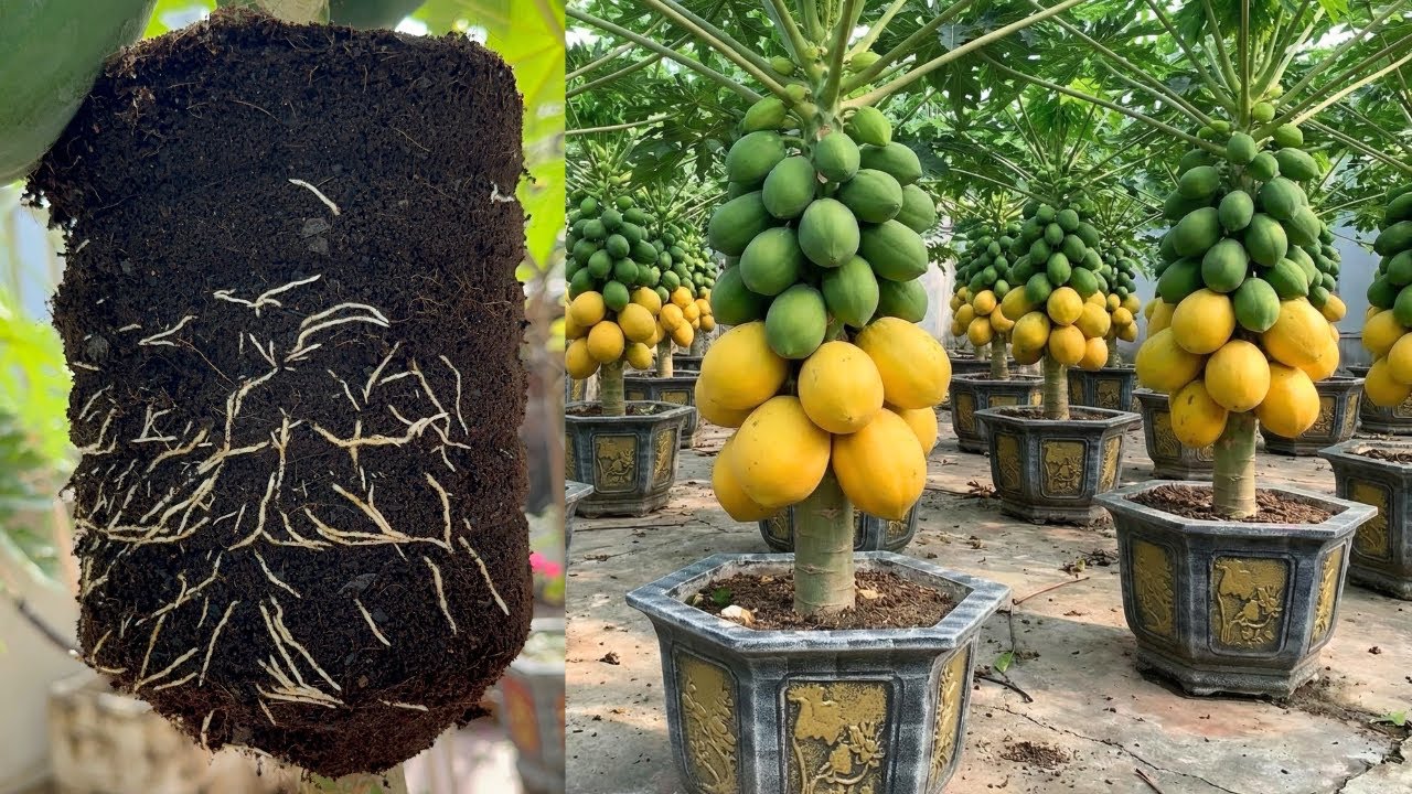 How to Grow Super Dwarf Papaya in Pots for Beginners | How to Make a ...