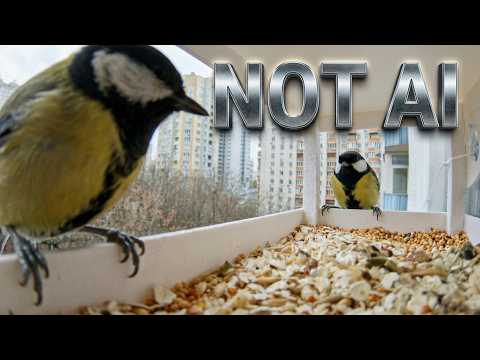 Songbirds eating. Live action from feeder (Not AI)