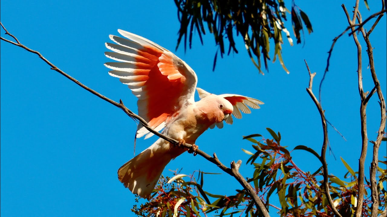 Spring Tour 2025 Pink Cockatoos in the Karara Rangelands WA - YouTube