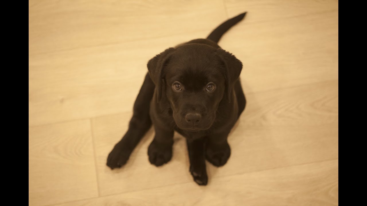 Ylvis. Funny Labradors COMPILATION [Funny Pets] - YouTube