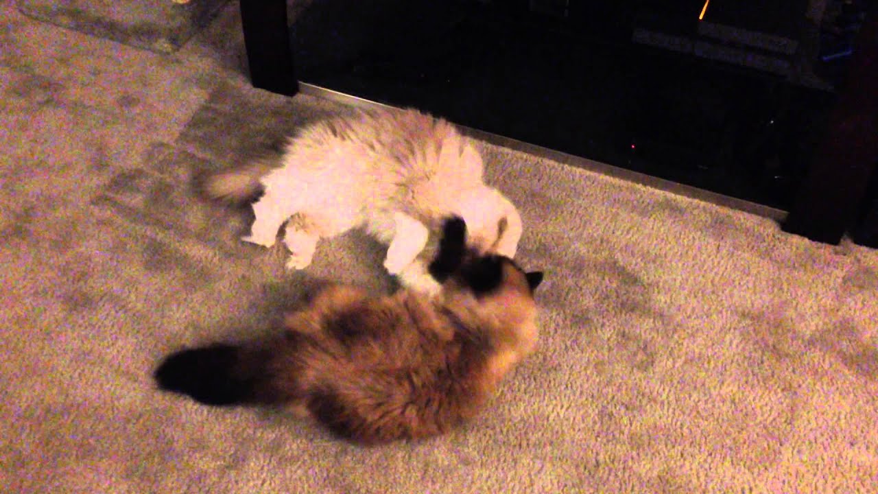Cat tackle! - YouTube