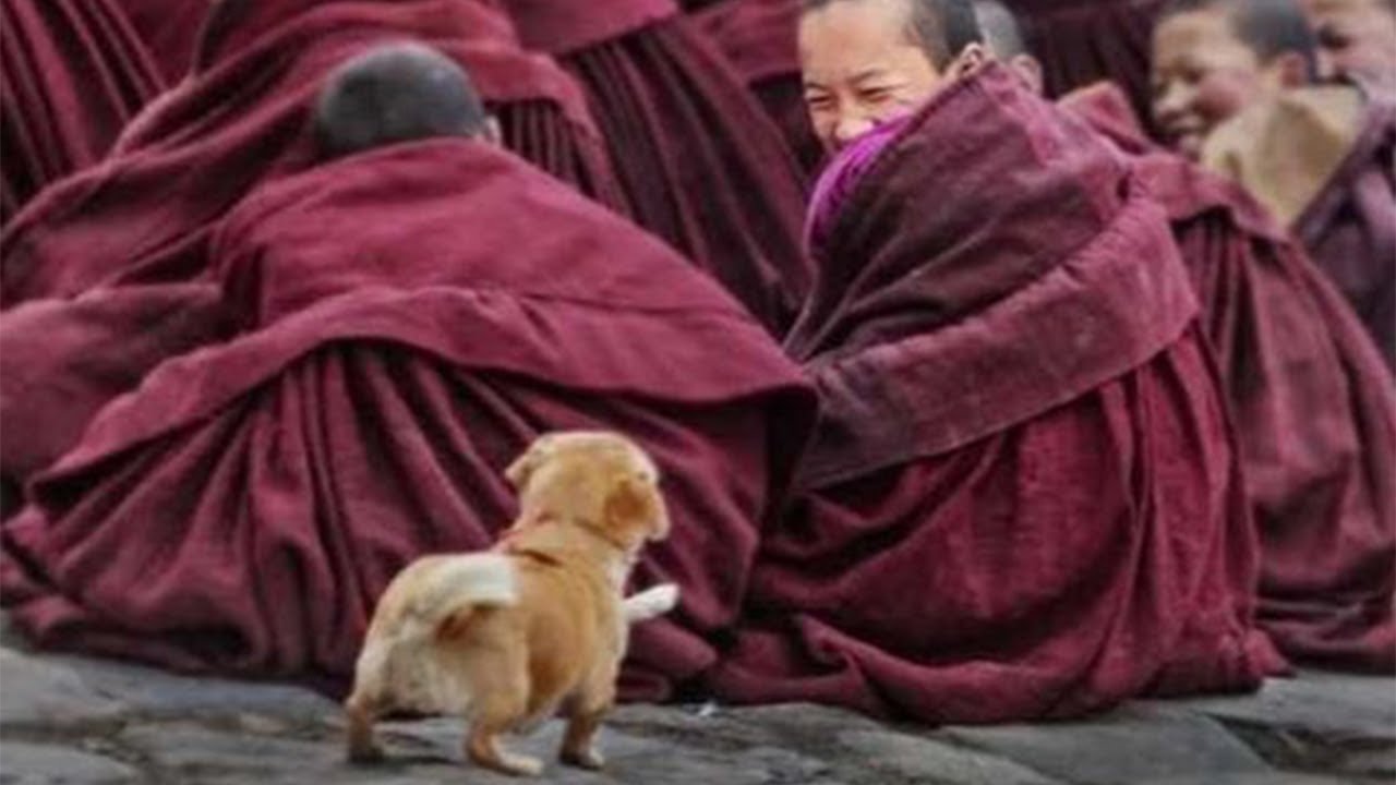 Wholesome Moments Animals Reunited With Owners Prove Animals Are Such ...