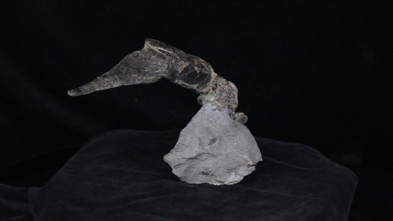 13.7" 3D, Devonian Armored Fish (Rhinopteraspis) - Norway - Specimen ...