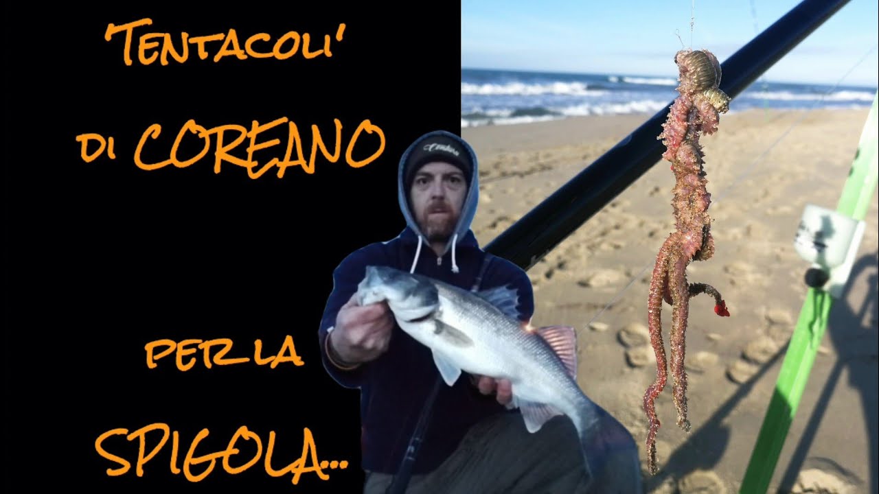 Surfcasting Tutorial: esca ottima per la Spigola - 'TENTACOLI di ...