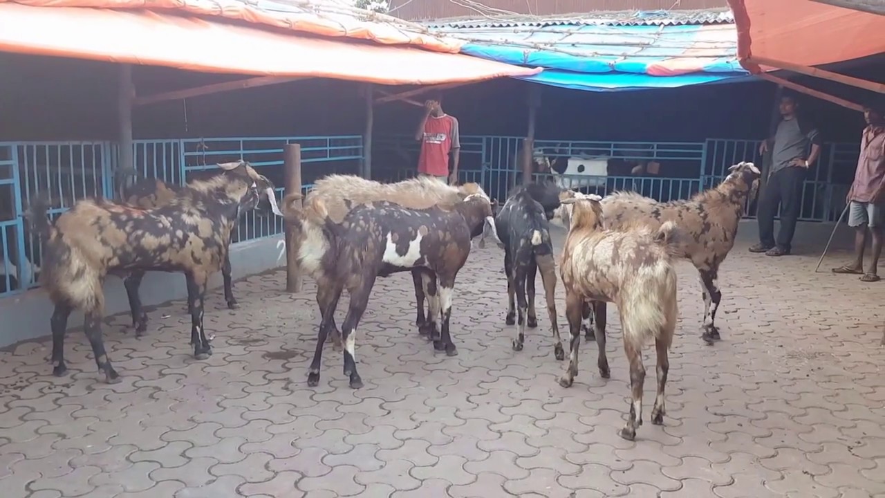 🐐🐐🌟STAR GOATS FARM🌟🐐🐐 - YouTube