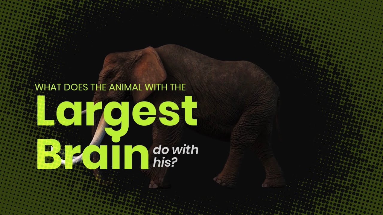 How Elephants Use Their Massive Brains - YouTube