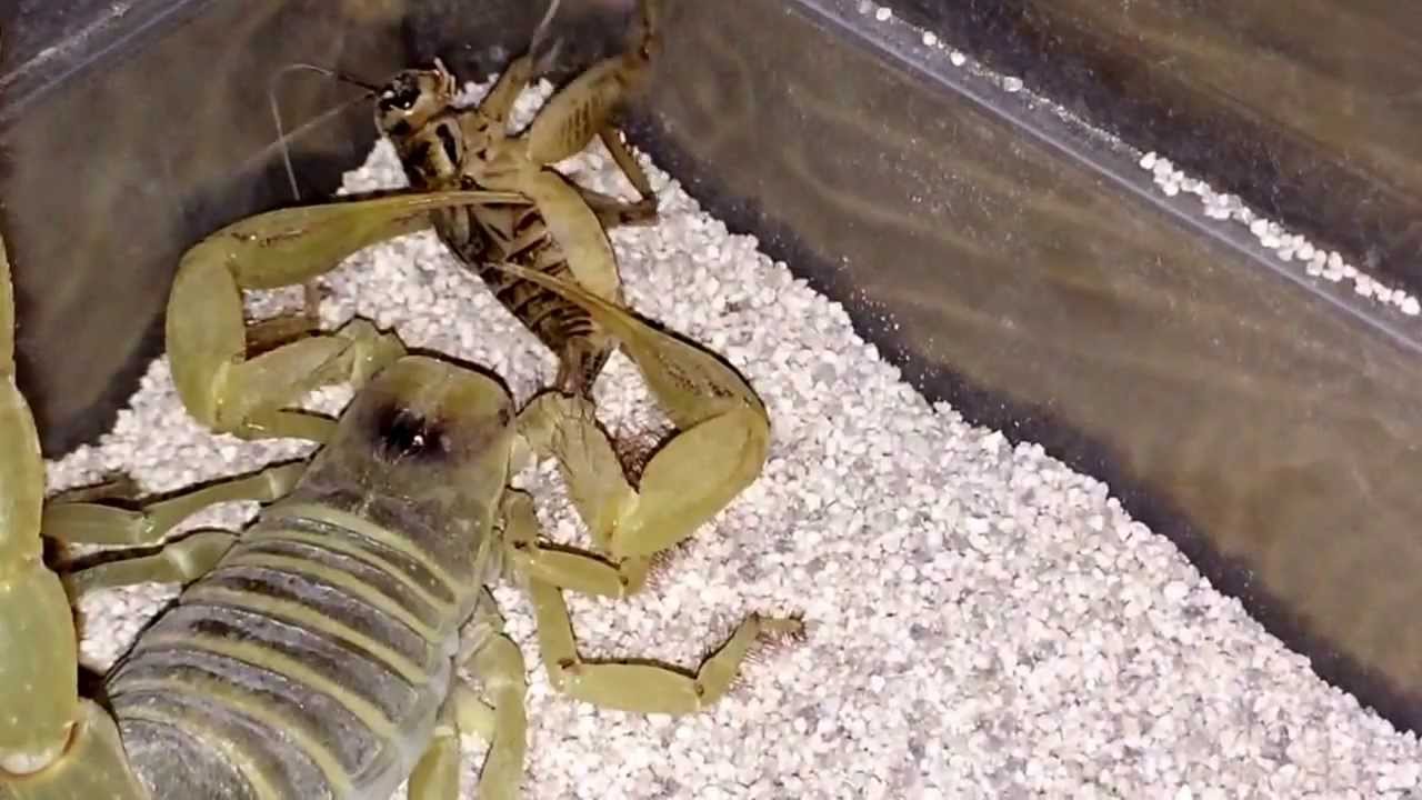 Scorpion Feeding Video 9 - YouTube