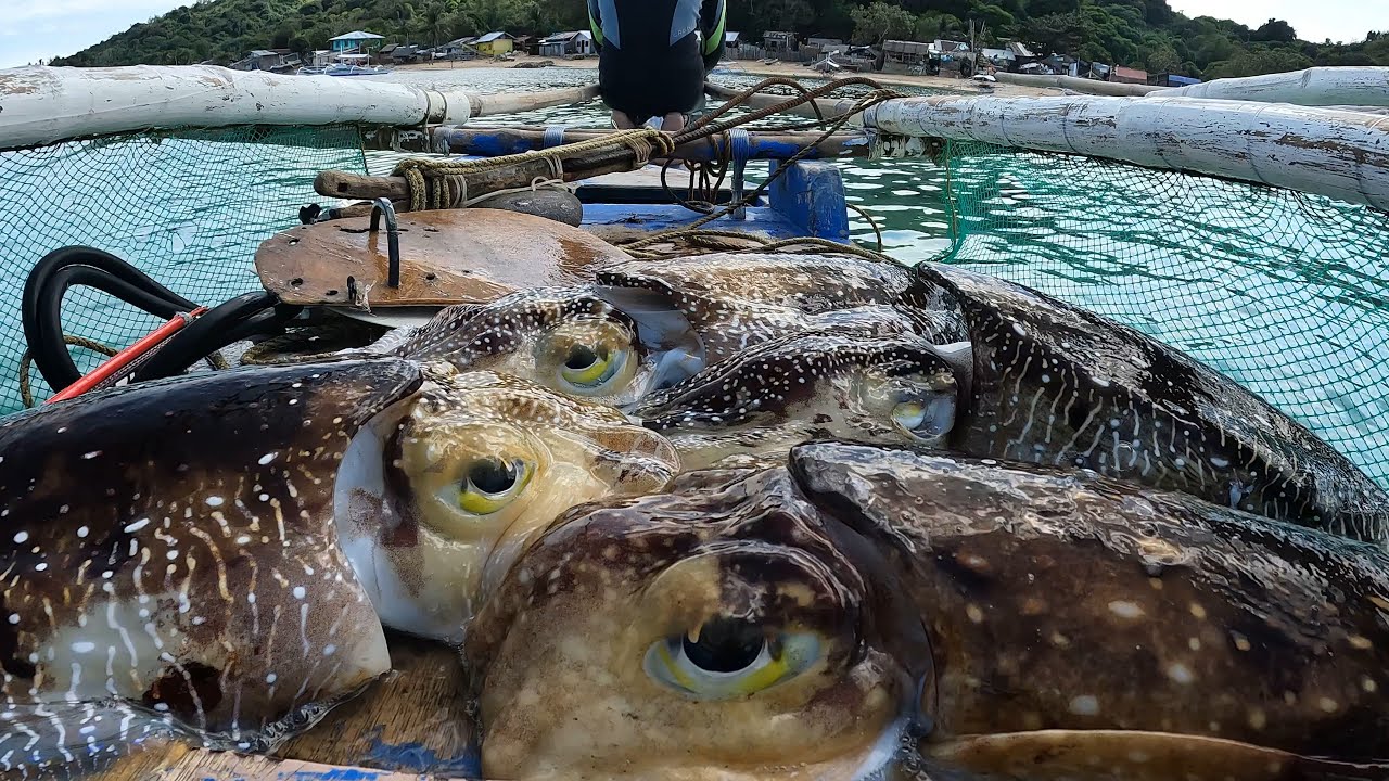 Cuttlefish Hunting | Catch and Sell - YouTube