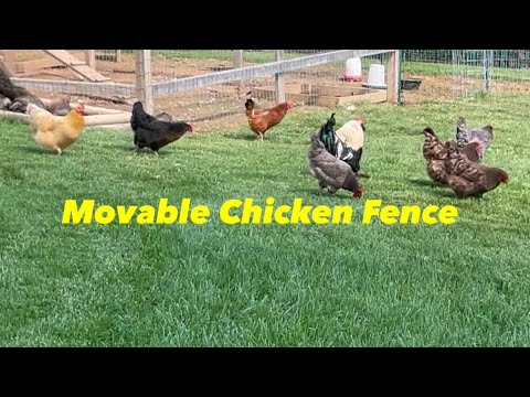 How I’m Using My Premier 1 Fence For Chickens - YouTube