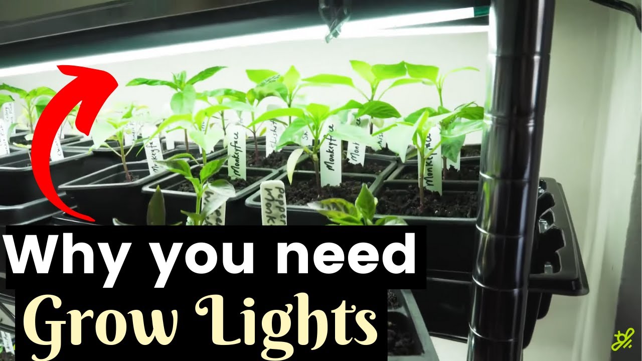 Why Grow Lights Are Essential For Seed Starting - YouTube