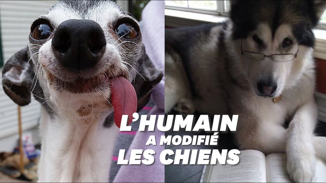 Le cerveau des chiens a été modifié par l'humain à cause de l'élevage ...