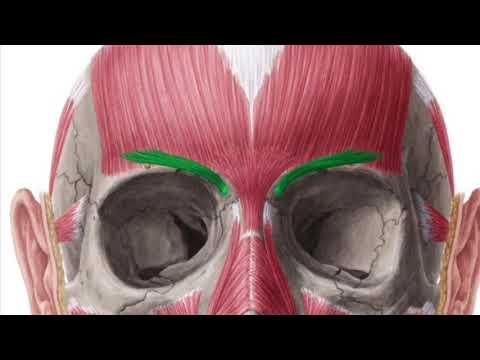 Corrugated Supercilii Muscle Subliminal - YouTube