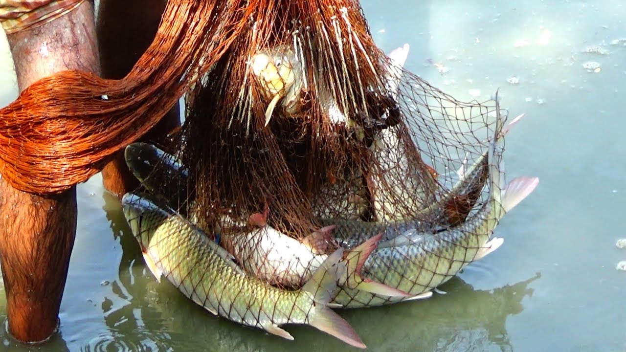 Net Fishing | Catching Fish With Cast Net | Net Fishing in the village ...