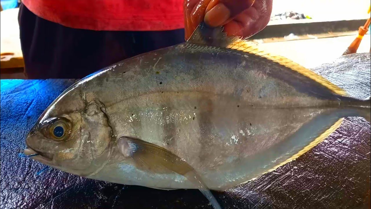 FISH CUTTING VIDEOS,FISH CUTTING,CUTTING FISH,FISH CUTTING SKILLS ...