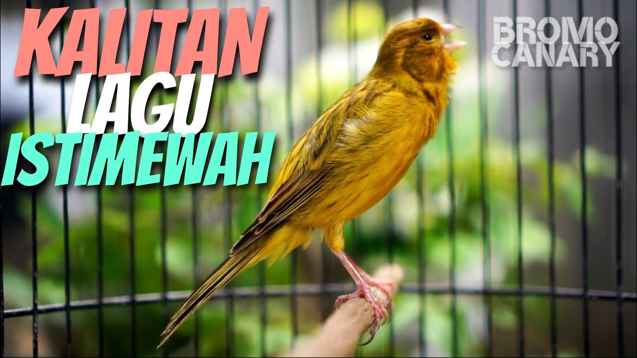 Kenari Ijo Botol Isian CIBLEK!! Efectif Untuk Masteran KACER - YouTube