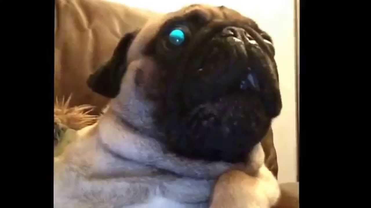 Cookie the screaming pug! - YouTube
