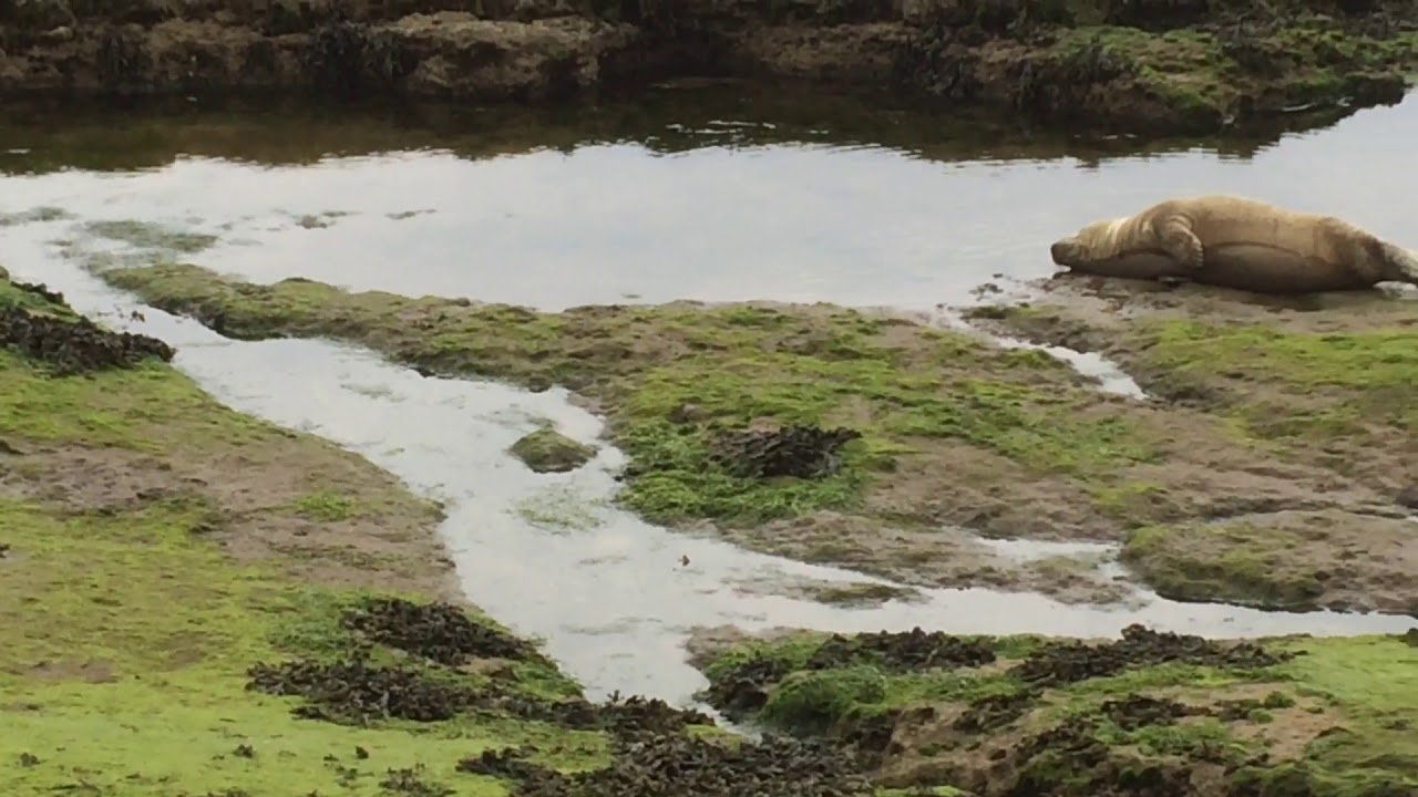 Seal pups on Filey Brigg - YouTube